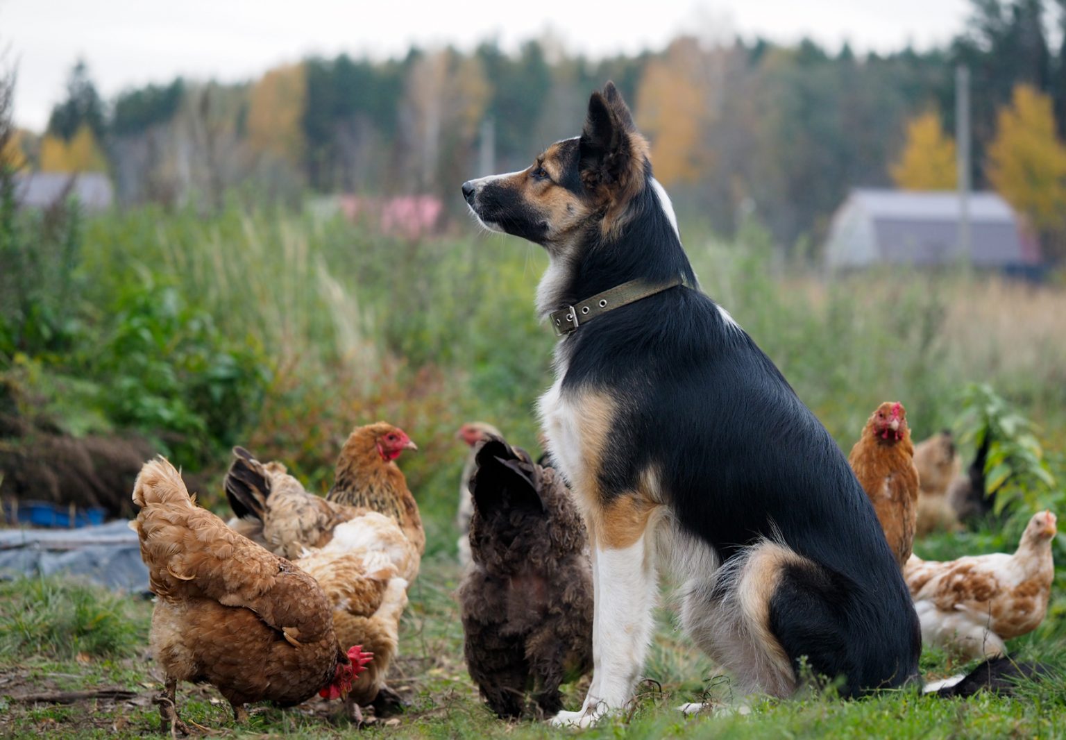 Dog Breeds that Get Along with Chickens: Raising the Family Dog ...